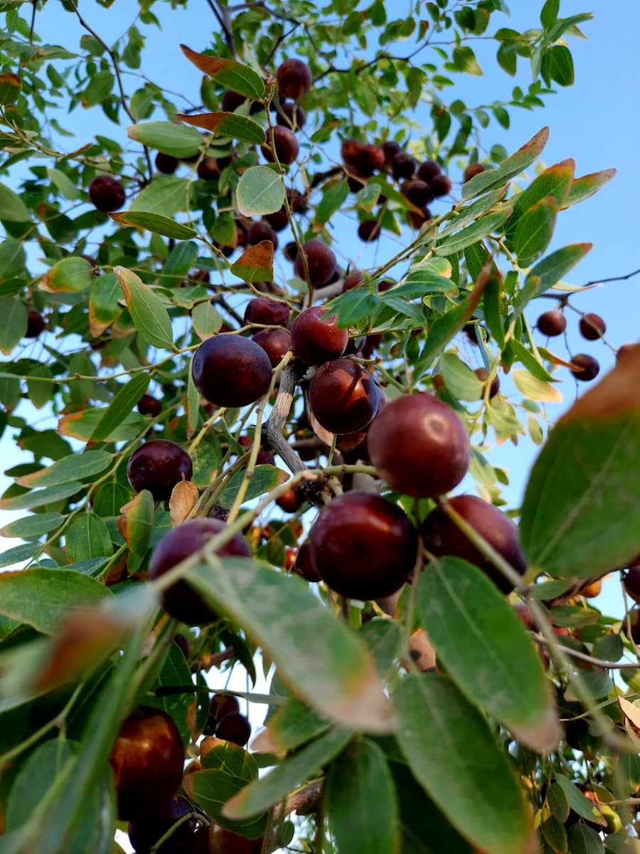 Jujube : Propriétés et bienfaits